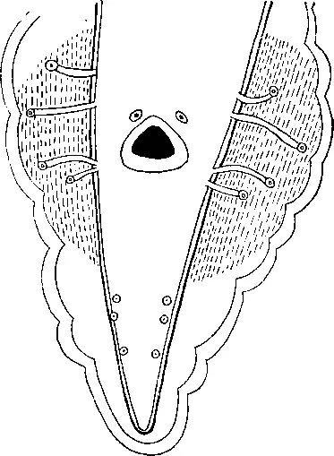 Physaloptera amphibia Linstow, 1899 (Lnstovin jälkeen, 1899)