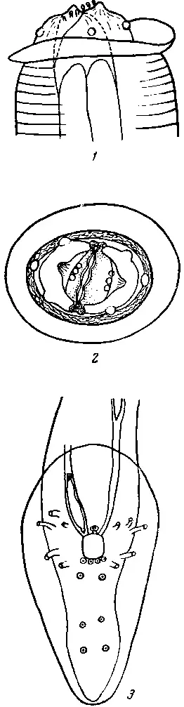 Physaloptera anadonta Schaldybin, 1960 (Шалдыбинден кийин, 1960)