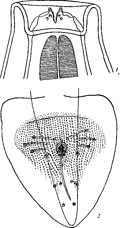 Abbreviata (Abbreviata) ajricana (Monnig, 1924) (mushure meMonnig, 1924)