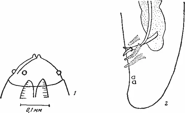 Physaloptera papuensis Johnston ve Mawson, 1940 (Johnston ve Mawson, 1940'tan sonra)