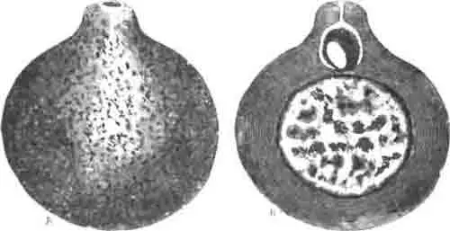 Faney mlong ball: tevahî (A) û bi dirêjî vebû (B) da ku bingeha nutritive, çermê gil, dergûşa bi hêk û hewa nîşan bide