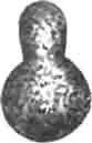 Topa Coprobium (Coprobius bispinus Germ.)