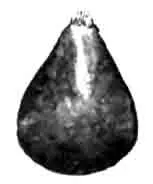 Faneus pear of bright