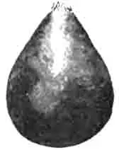 Megatopa pear medium