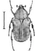 بد بو برنز (Oxythyrea stictica L.). افزایش دادن. (توسط کلیستر)