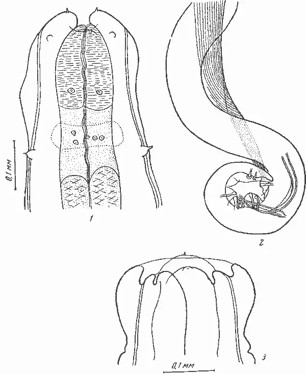 Heliconema brevispiculum Baylis, 1934 (μετά τον Baylis, 1934)