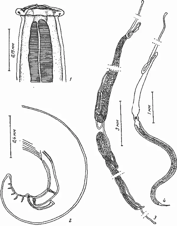 Heliconema longissima (Ortlepp, ១៩២២) Chabaud et Campana-Rouget, ១៩៥៦ (បន្ទាប់ពី Yamaguchi, ១៩៣៥)