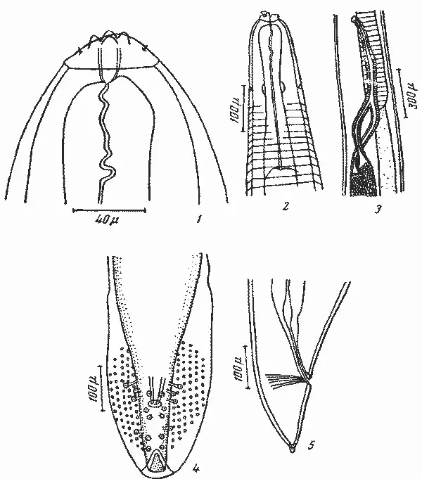 Thubunaea impar Ortlepp, 1939 (kamora Ortlepp, 1939)