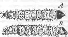 ஜுசெரா கம்பளிப்பூச்சி (ஜியுசெரா பைரினா எல்.)