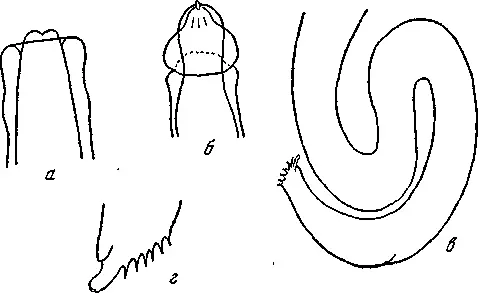 Sharaxaadda dheddigga Acuaria nebrascensis 8818_2