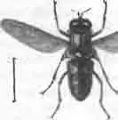 Helophilus euli (Helophilus pendulus)