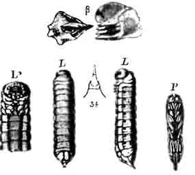 Horntail لىچىنكىسى (Sirex juvencns L.).