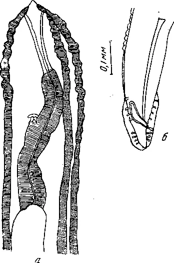 Acuaria phalacrocoracis (Smogorjevskaya, 1961) Skrjabin, Sobolev et Ivaschkin, 1965 8838_2