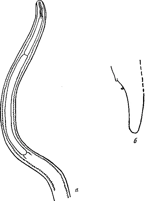 Acuaria ptilopachydis Gendre, 1920 ж 8841_2