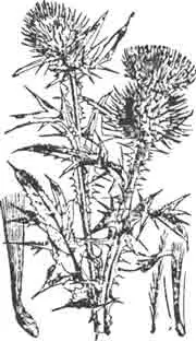 בודיאק (Cirsium lanceolatum). (מאת קלטנבאך)