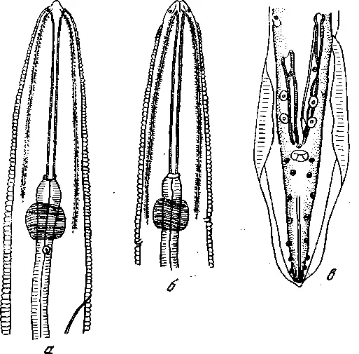 Acuaria cettiae Hsu Wei-nan، 1963 8887_2