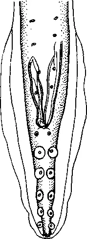 Acuaria cettiae Hsu Wei-nan, 1963 8887_3