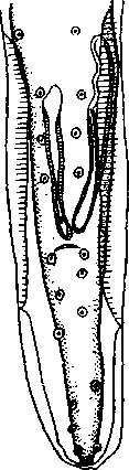 Acuaria falconis (Clapham, ၁၉၄၇) Skrjabin, Sobolev et Ivaschkin, ၁၉၆၅ 8915_2