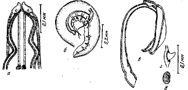 Acuaria falconis (Clapham, ၁၉၄၇) Skrjabin, Sobolev et Ivaschkin, ၁၉၆၅ 8915_3