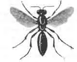 Philant - bee wolf (Philantus apivorus Latr. ، يا trianguhun Fbr.)