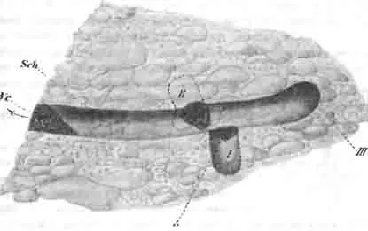 ھڪڙي ڪٽ ھڪڙي پرھيزگار منڪ (Ph. Triangulum) جي ذريعي ل almost افقي طور تي