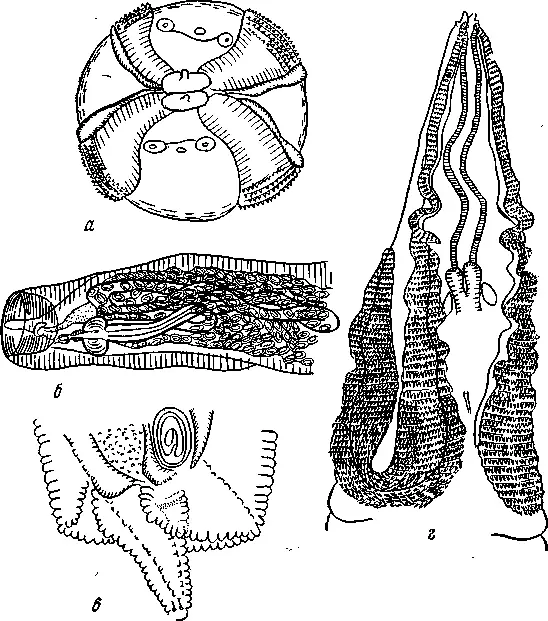 Desportesius spinulatus (eftir Shabo og Campana, 1949) 8948_2