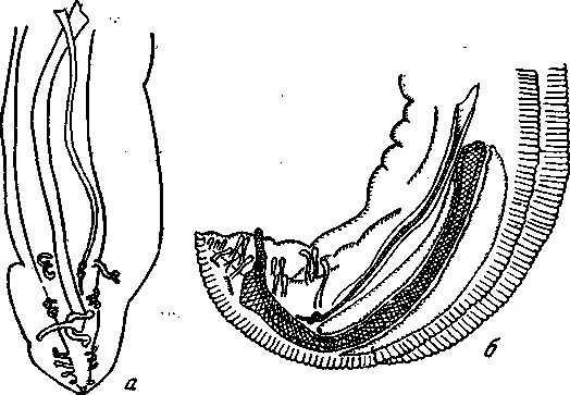 Desportesius spinulatus (etter Shabo og Campana, 1949) 8948_3