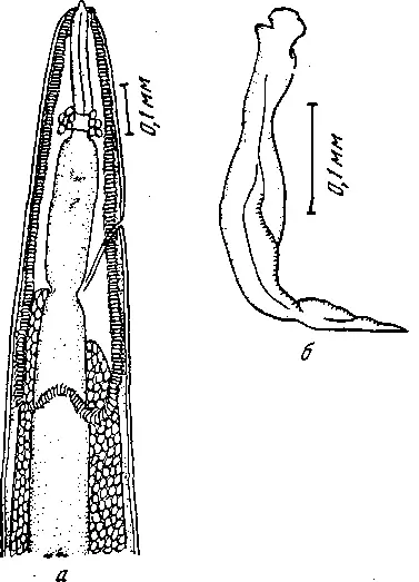 Syncuaria leptoptili (Gedoelst, 1916) 8951_2