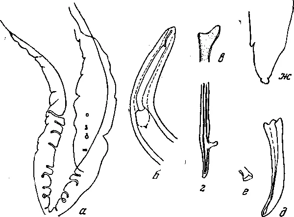 Syncuaria leptoptili (Gedoelst, 1916) 8951_3