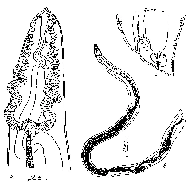 Skrjabinocara rostombekovi Kuraschwili, 1941 9015_2