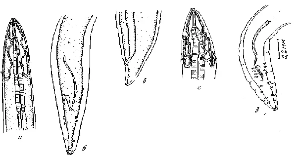 Dispharynx Radus Sanwal ឆ្នាំ ១៩៥១ 9038_2