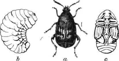 Bean weevil (Br. Obtectus Say):