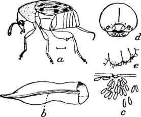 Kukula kwa weevil: