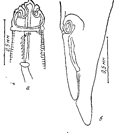 Skrjabinoclava cincli (Yamaguti, 1935) 9141_2