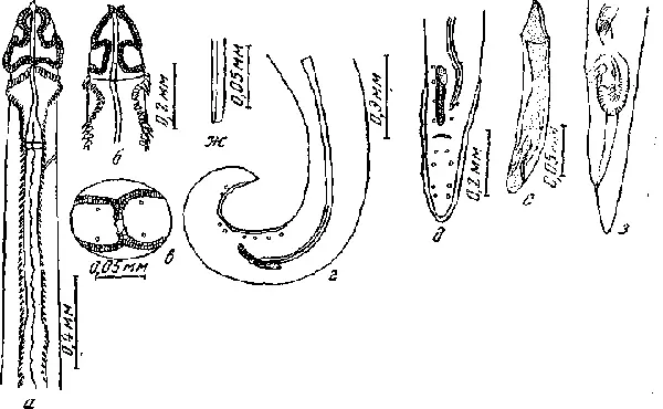 Skrjabinoclava cincli (Yamaguti, 1935) 9141_3