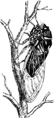 Hu nkauj cicada