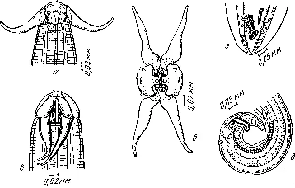 Schistorophus longicornis (Hemprich et Ehrenberg, 1866) 9175_2