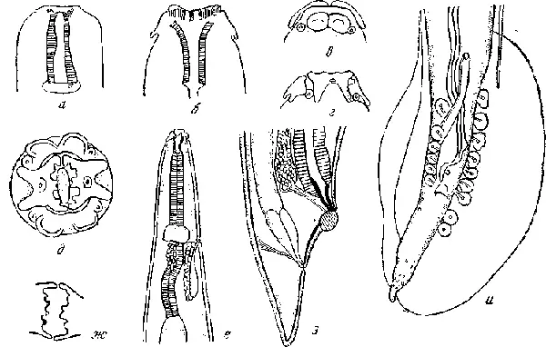 Descrizione del maschio e della femmina Viguiera dorsti 9191_2