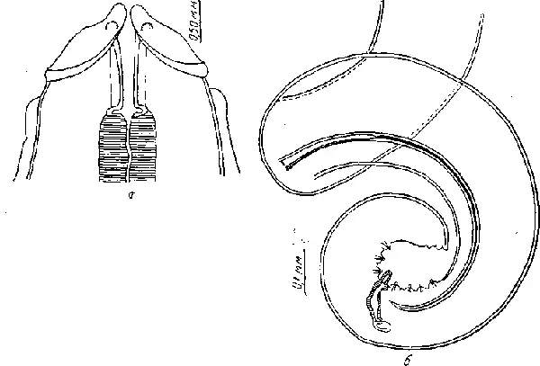 Rusguniella (Rusguniella) elongata (Rudolphi, 1819) 9259_2