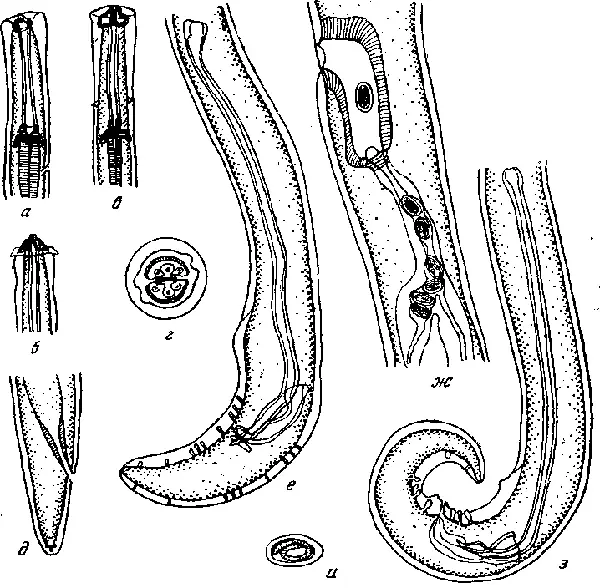 Rusguniella (Rusguniella) alii Rasheed, 1960 9261_2