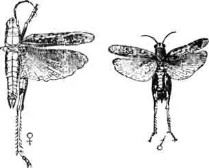 Locust Sonic Projectile