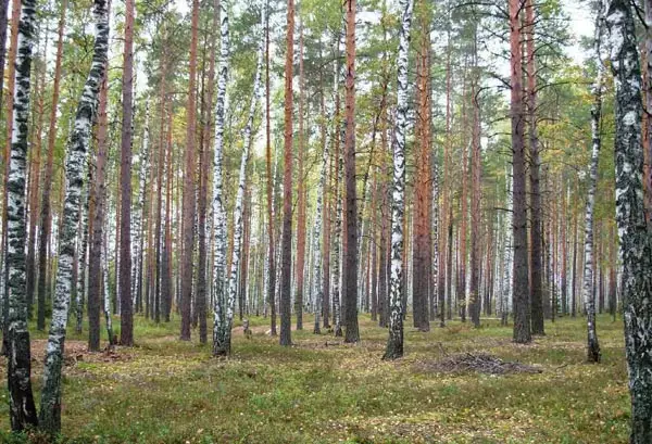 Vyšetřování uzavření druhů na různé mikrohabitaty v lesích klimaxového typu 9337_2