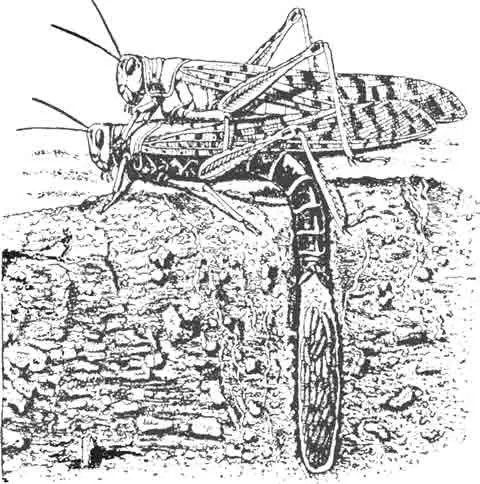 Locust Affricanaidd yn dodwy wyau (Schistocerca peregrins L) a gwryw gerllaw. (Gan Kiinckel)