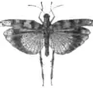 Eboles asgellog (Oedipoda coerulescens L.). Gostyngiad (Gan Oudemans)