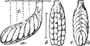 Trứng prusik của Mỹ (Caloptenus spretus Thorn.):