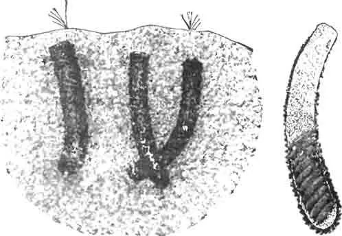 Các viên nang của loài bèo sọc đen (Pachytylus nigrofasciatus De G.), nằm trong lòng đất, và một (bên phải) bị cô lập, mở theo chiều dọc và to ra