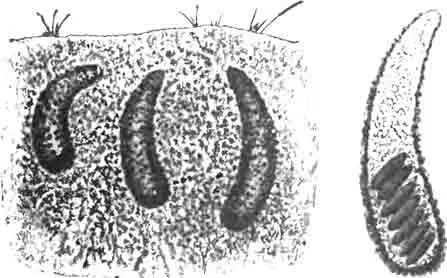 Capsulele potrivei cu aripi albastre (Oedipoda coerulescens L.) sunt în pământ, iar cea extremă, dreaptă, este evidențiată longitudinal, deschisă și mărită