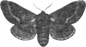 Silika clover (Bombyx trifolii Esp.). Mkazi. (Malinga ndi Hoffman)