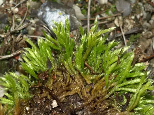 Nemoral çizginin Bryoflora'sı 9426_1