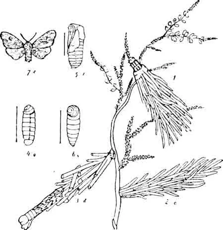 Үслэг уут (Psyche hirsutella Hb.)